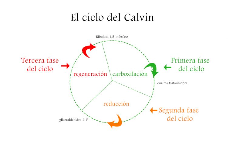 El Ciclo de Calvin – Paxala.com El Ciclo de Calvin – Paxala.com